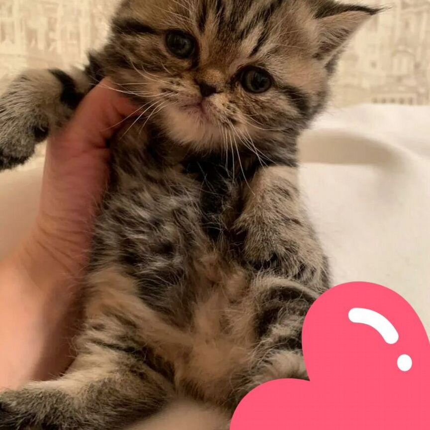 Продам Шотландских котят