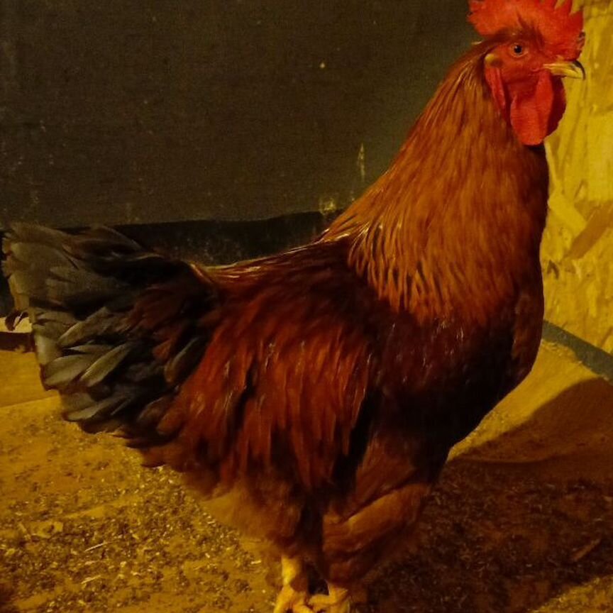 Молодые петухи