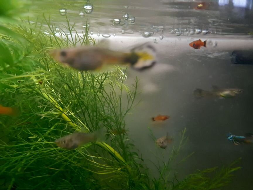 Рыбки и растения для аквариума