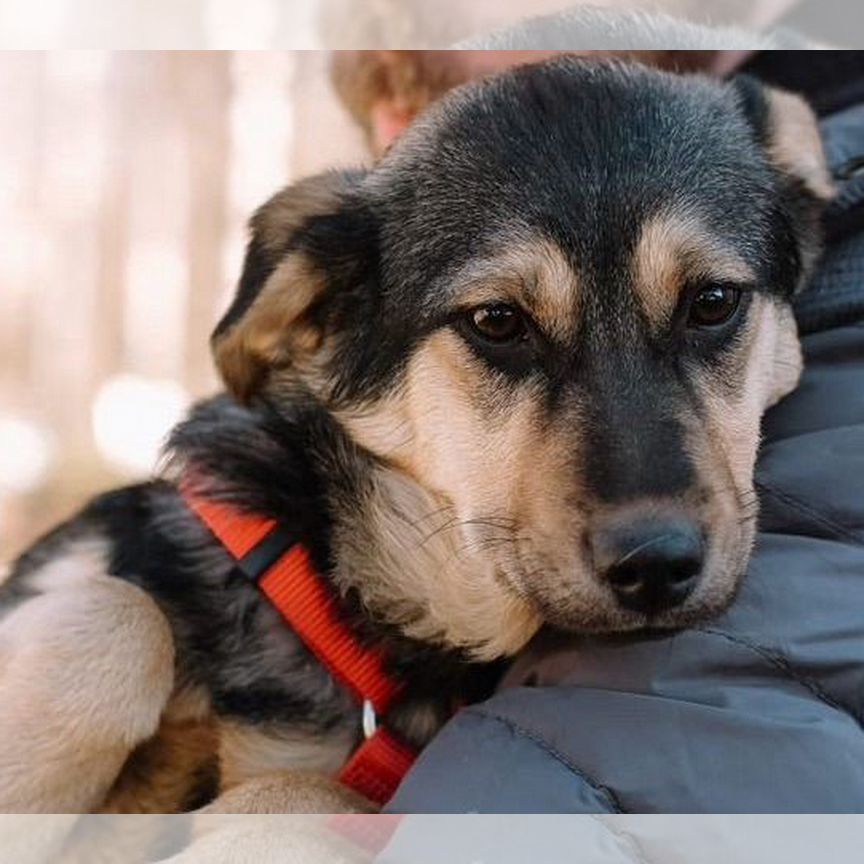 Щенок в добрые руки