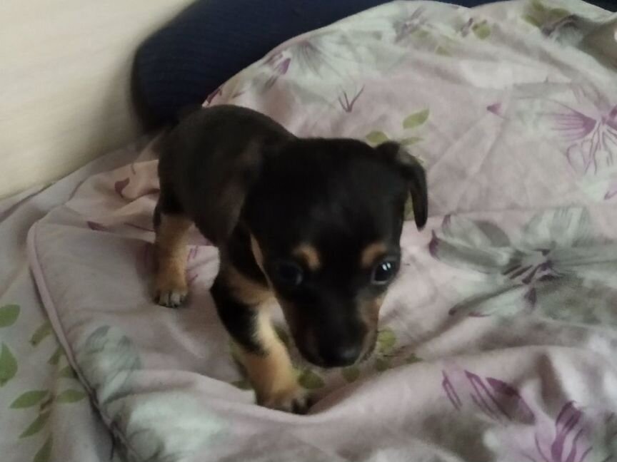 Продам пинчера мальчика