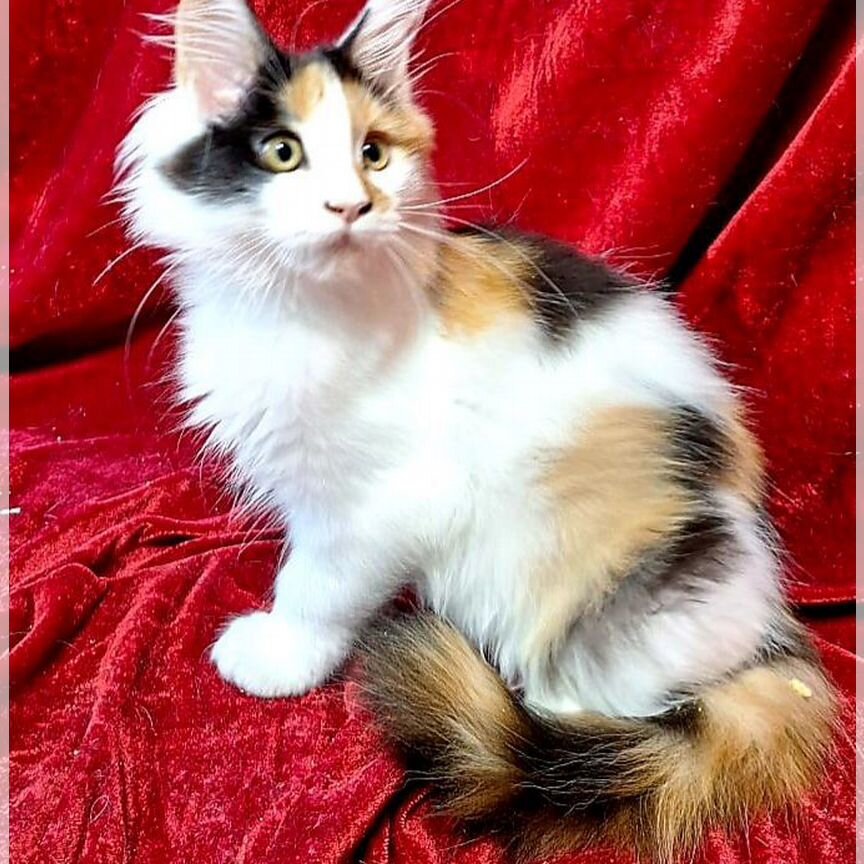 Мейн-кун котёнок