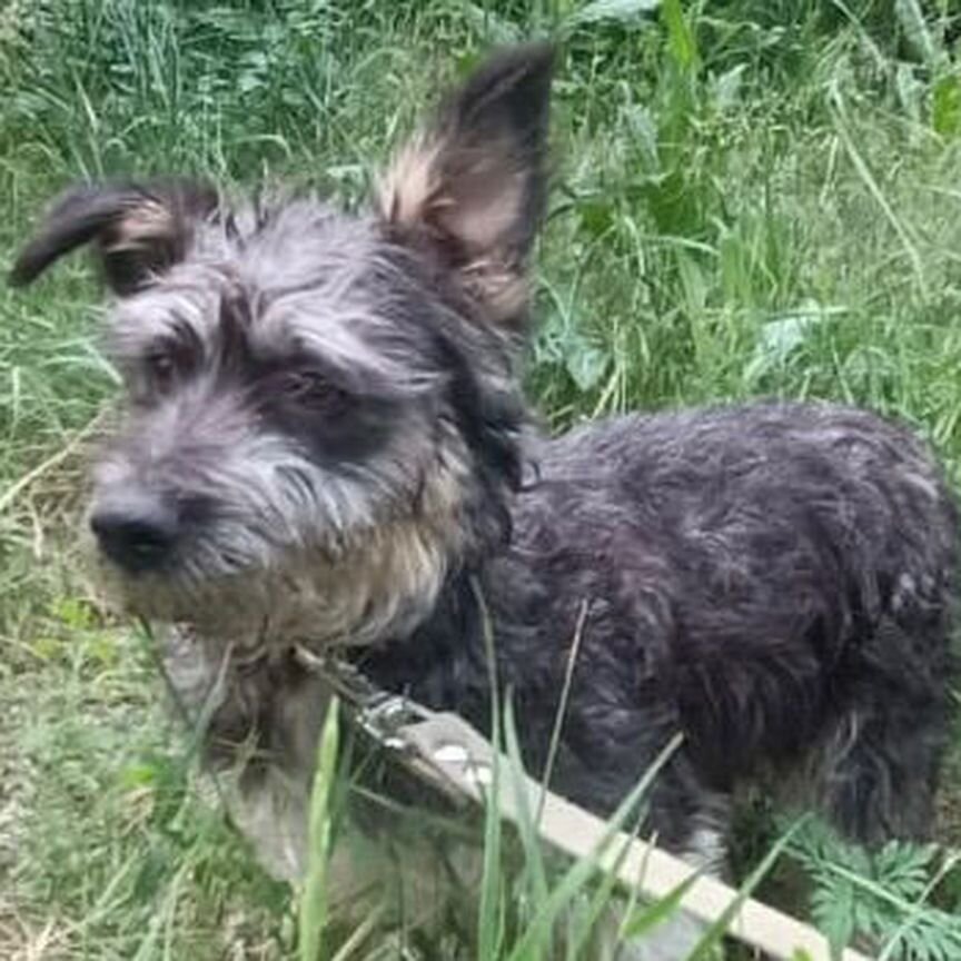 Взрослый пёс в добрые руки