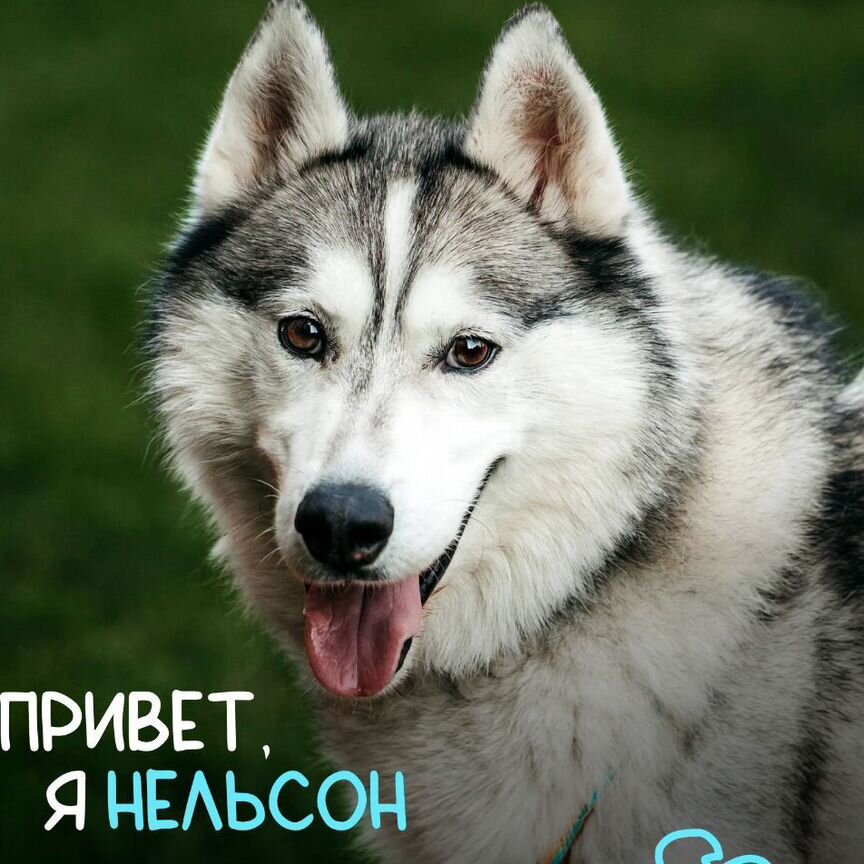 Сибирский хаски, взрослый пёс