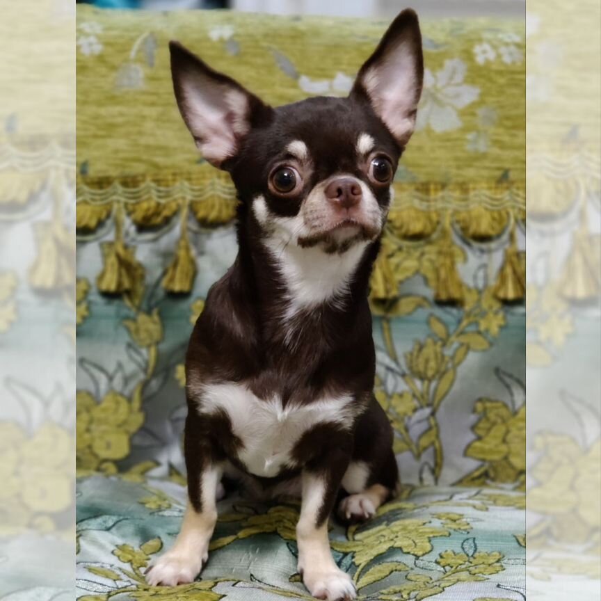 Шоколадно-подпалая Чихуахуа девочка