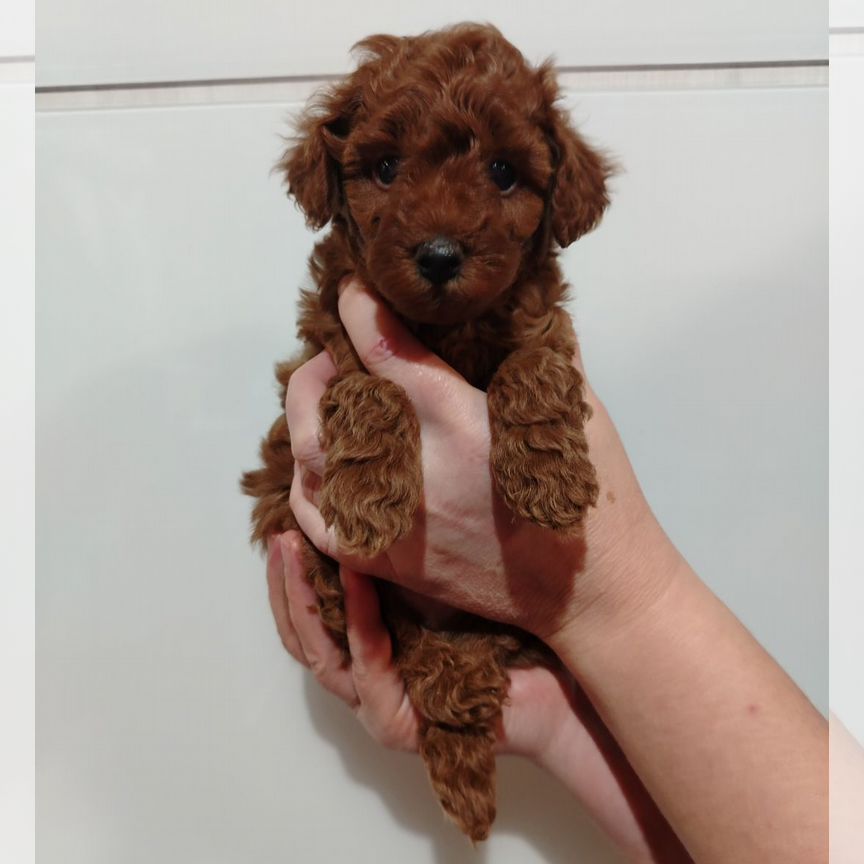 Карликовый пудель, щенок