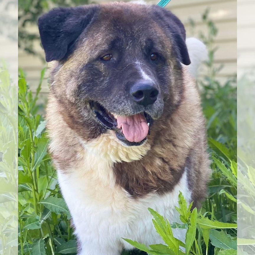 Взрослый пёс в добрые руки