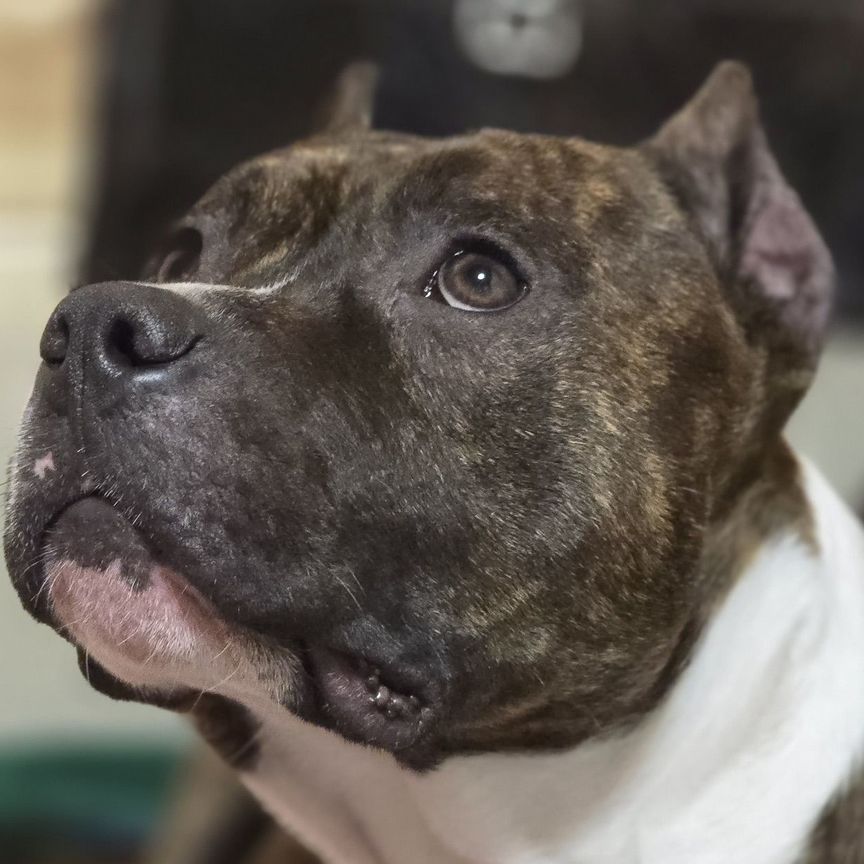 Стаффордширский терьер ищет девочку