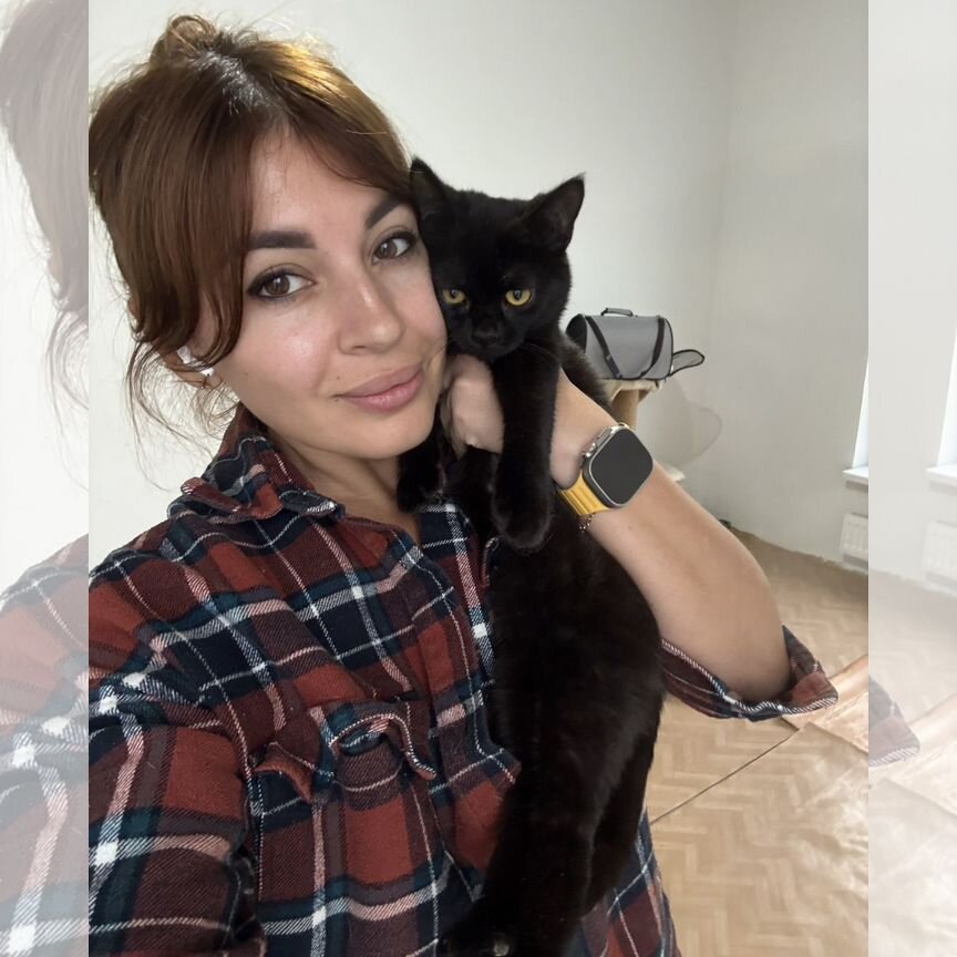 Британский короткошёрстный котёнок