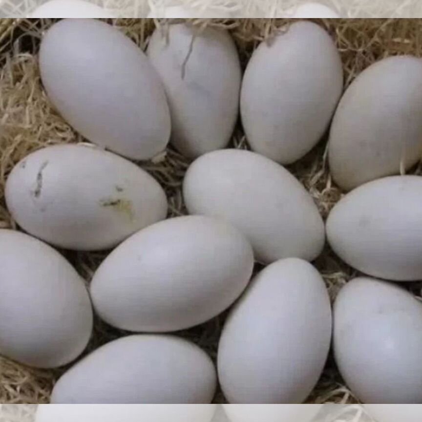 Инкубационное гусиное яйцо