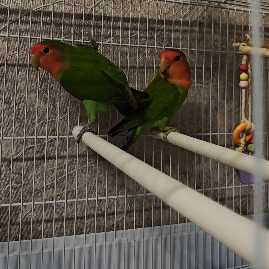 Попугаи неразлучники