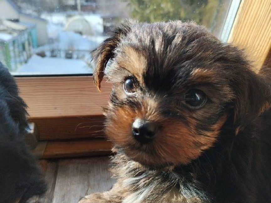 Щенки йорка