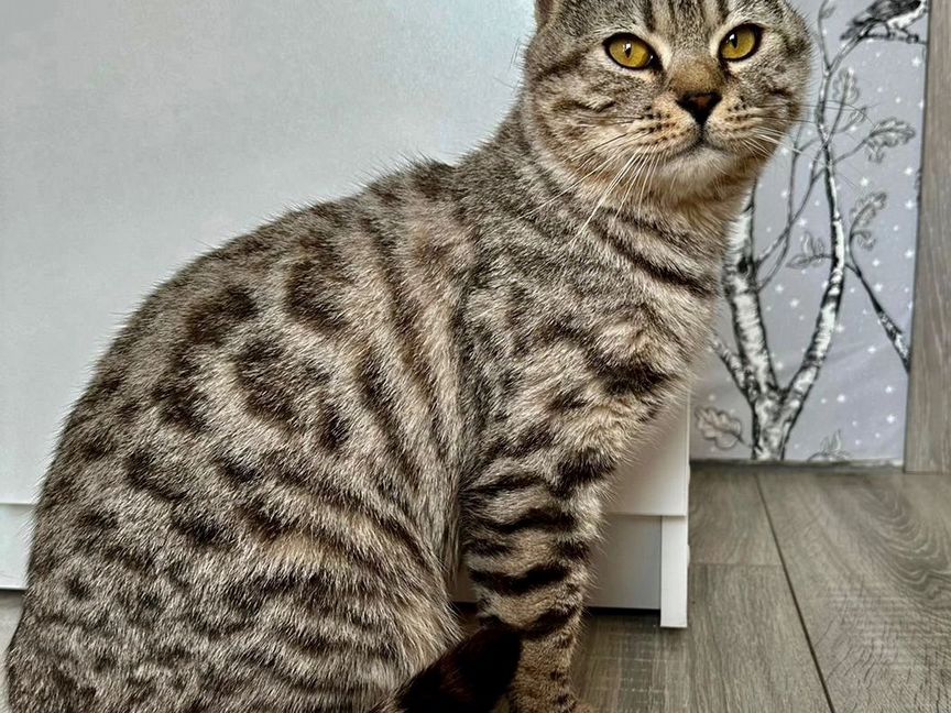 Шикарный Барс кастрирован