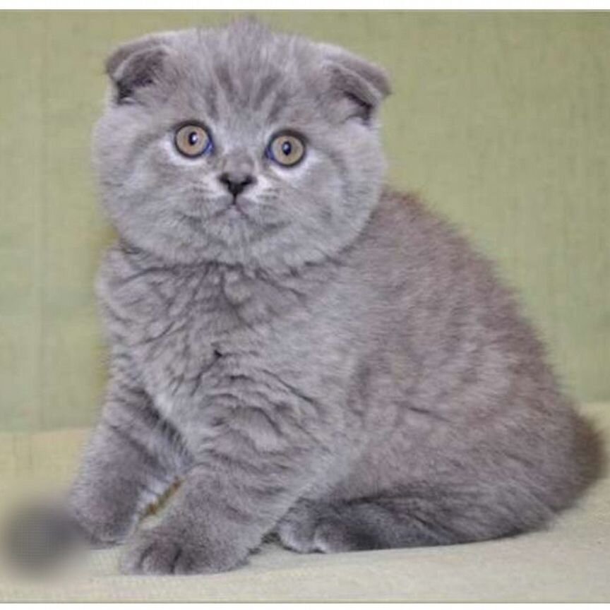 Шотландские вислоухие котята