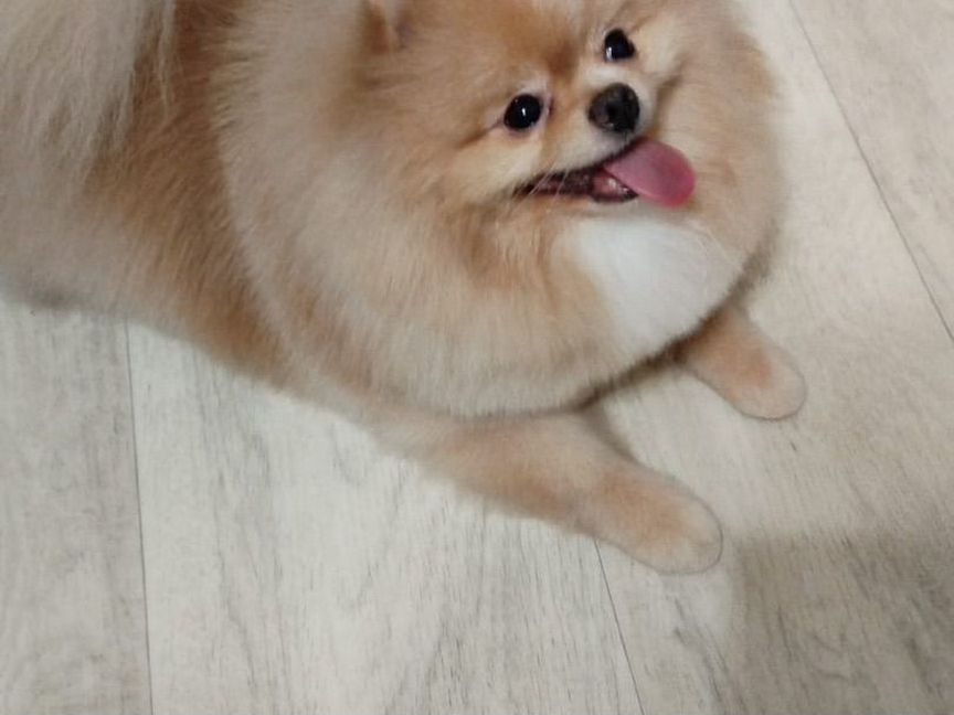 Померанский шпиц вязка кобель