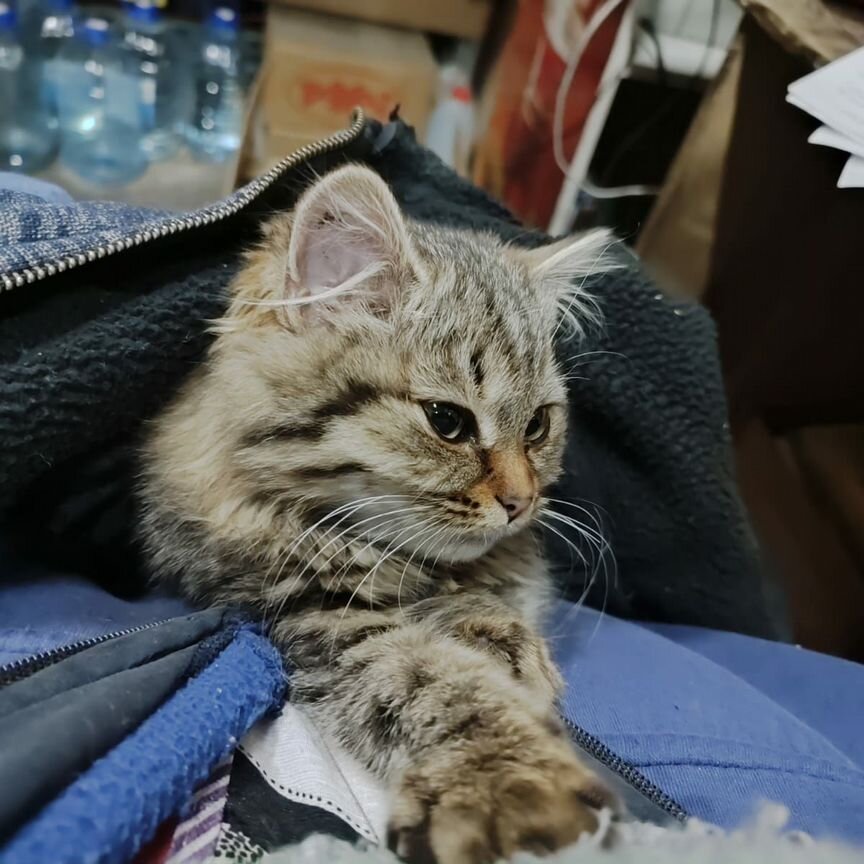 Кошечка в дар