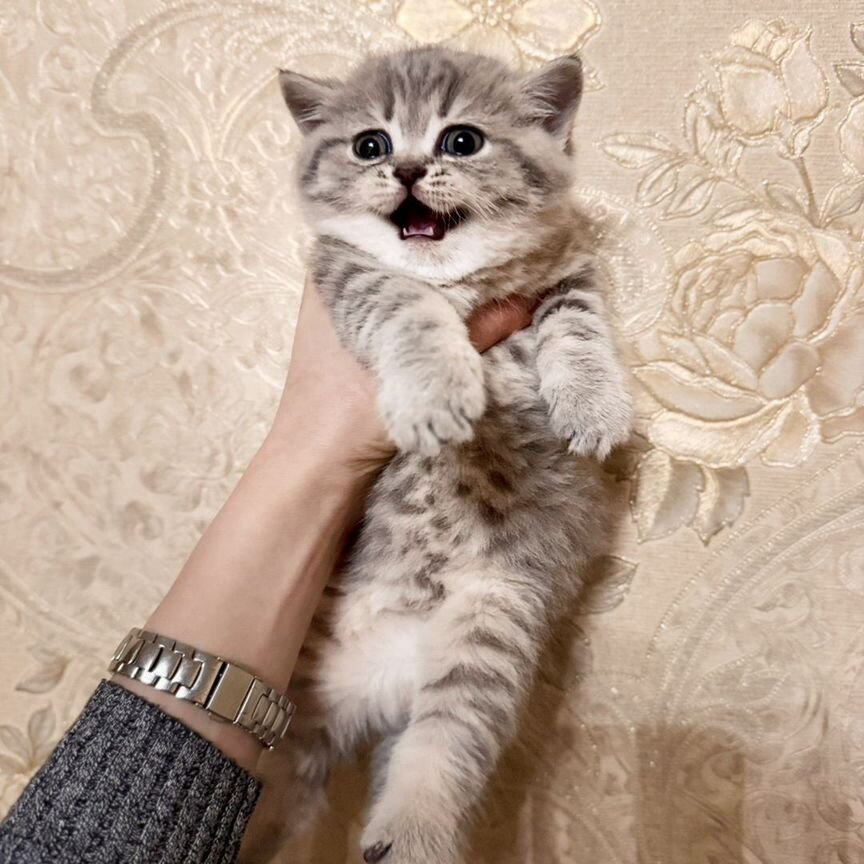 Шотландская