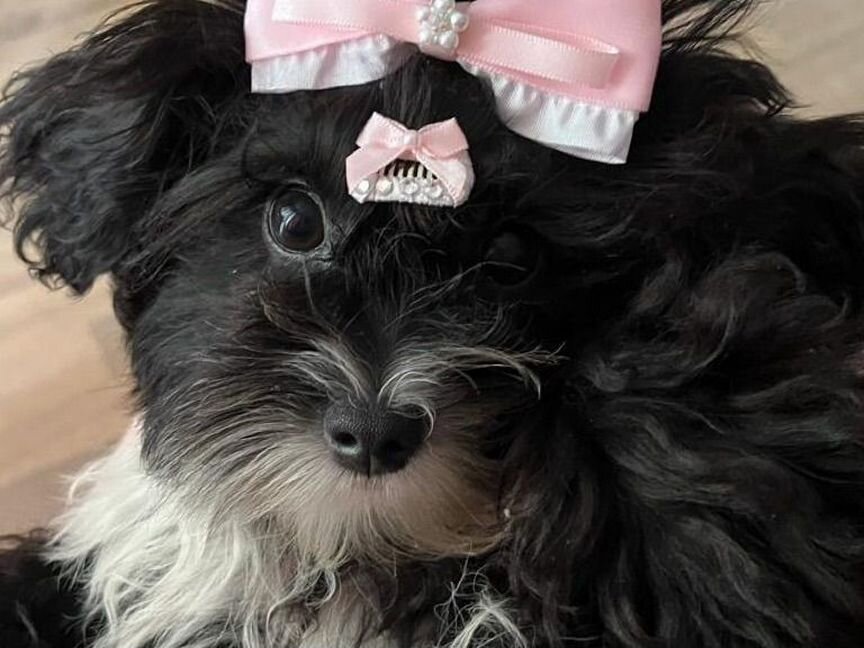 Мальтипу девочка f1