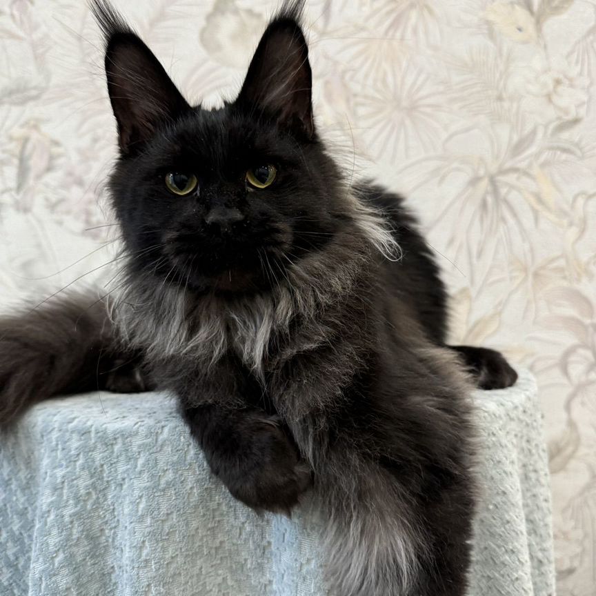 Котята мейкун