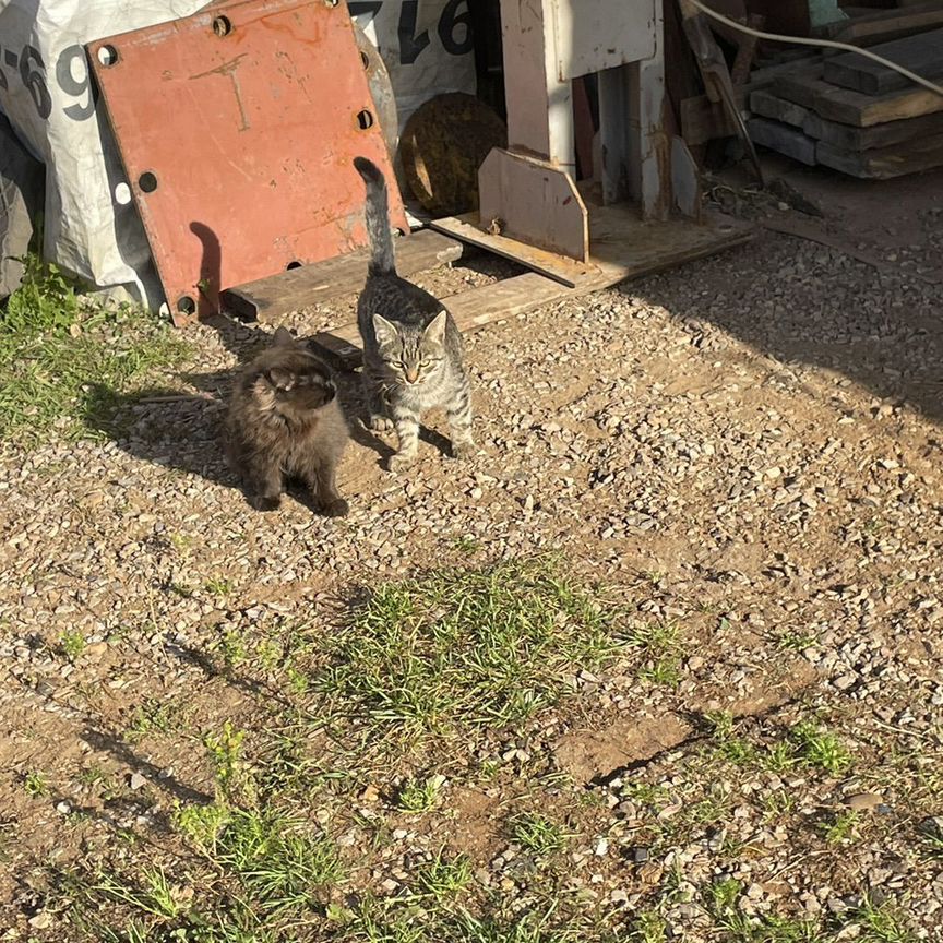 Котята ищут дом