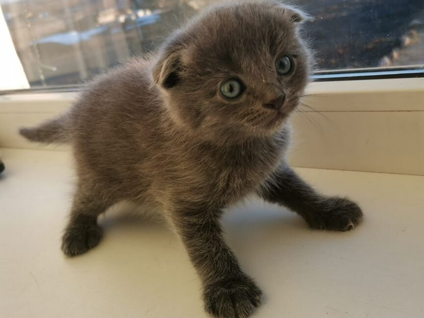 Вислоухие коштята бесплатно
