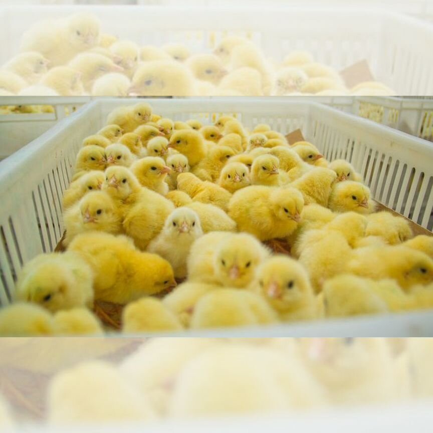 Ремонт инкубаторов и брудеров