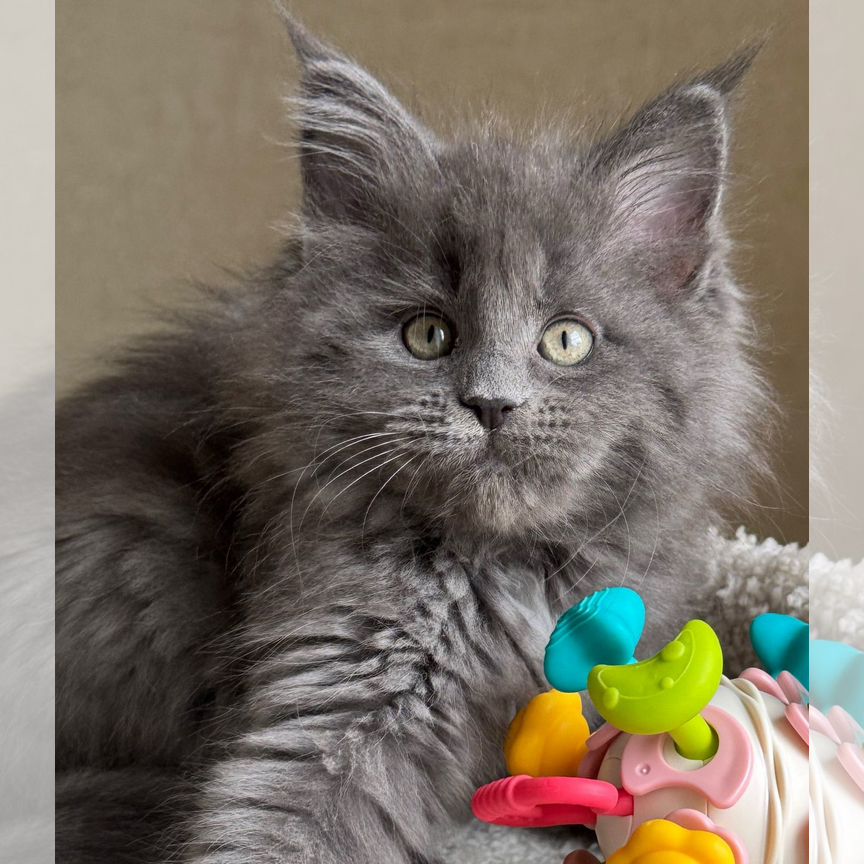 Мейн-кун котёнок