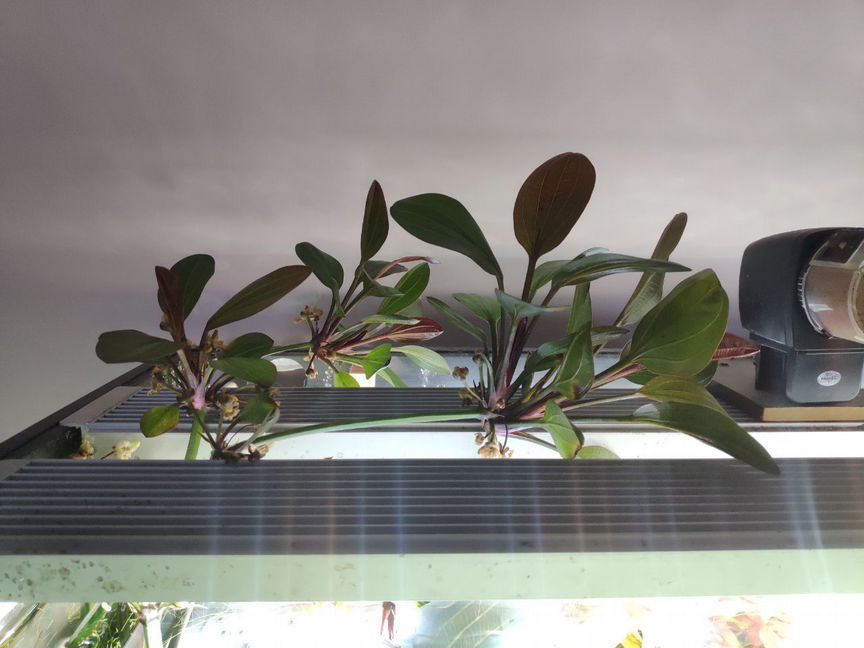 Эхинодорус (детка)