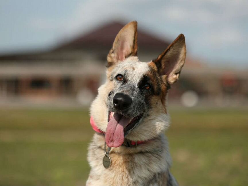Уникальная немецкая овчарка для фотосессий