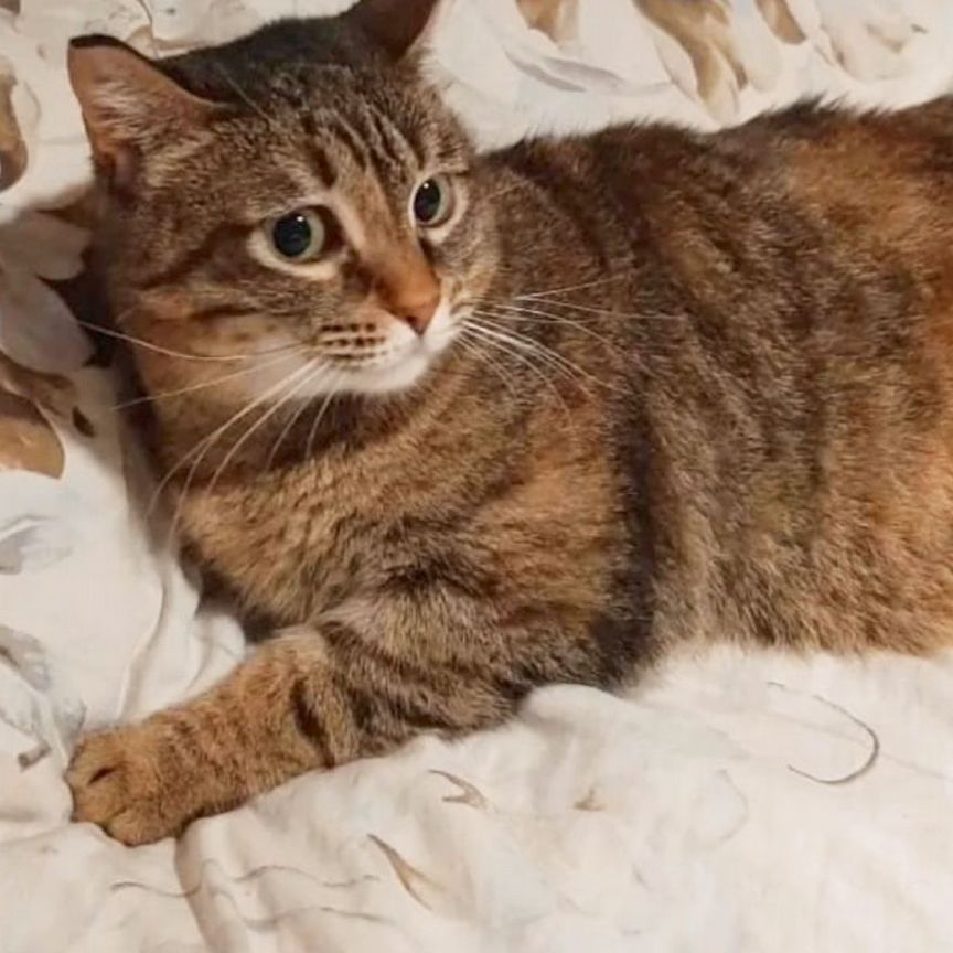 Кошечка Муся добрым людям