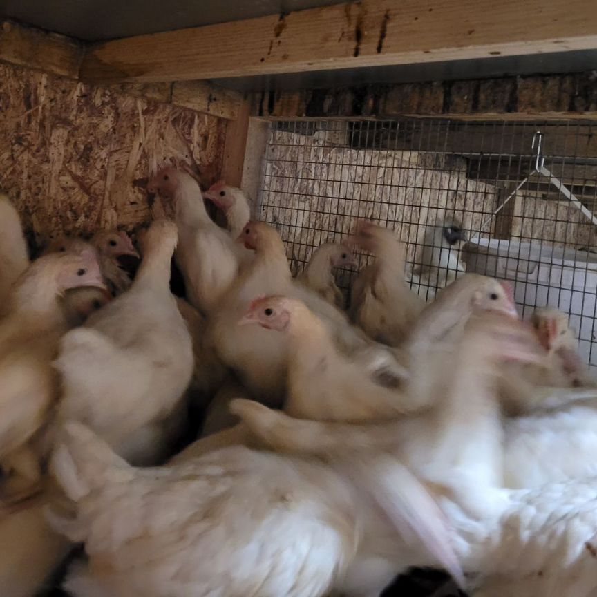 Петушки на откорм