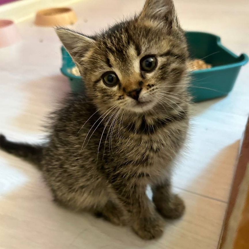 Котята в добрые руки, 2 месяца