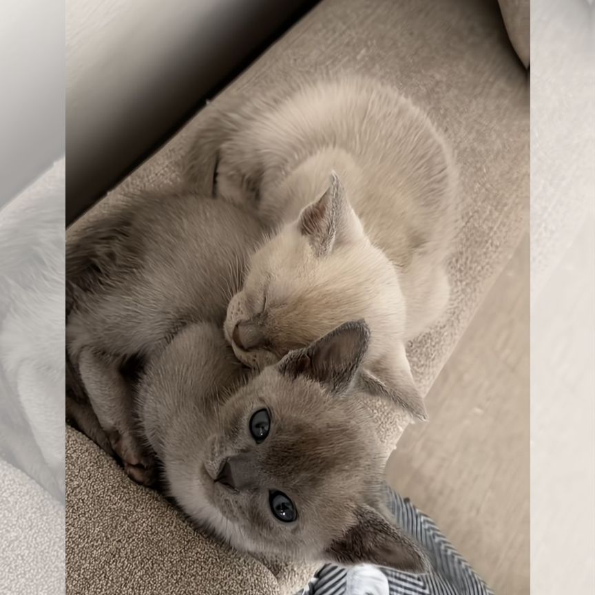 Европейский бурманский котёнок