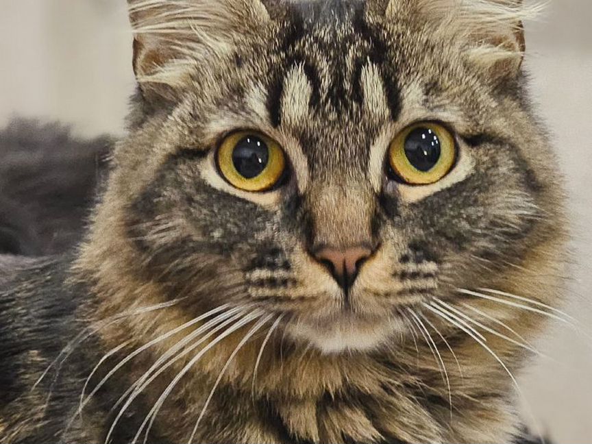 Котенок