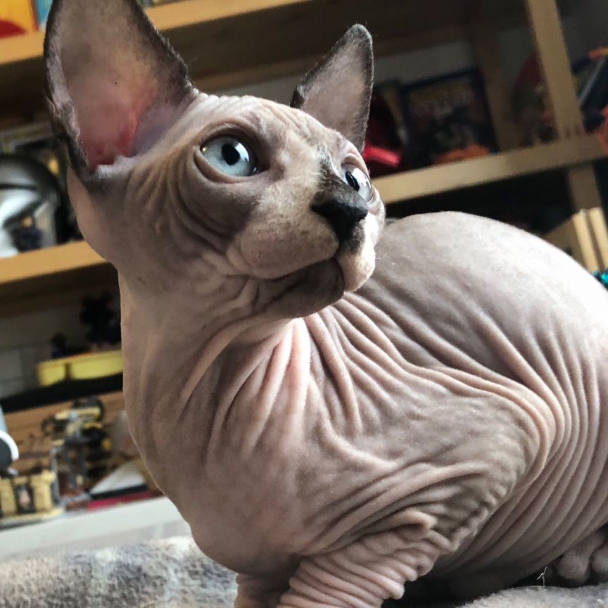 Канадский сфинкс