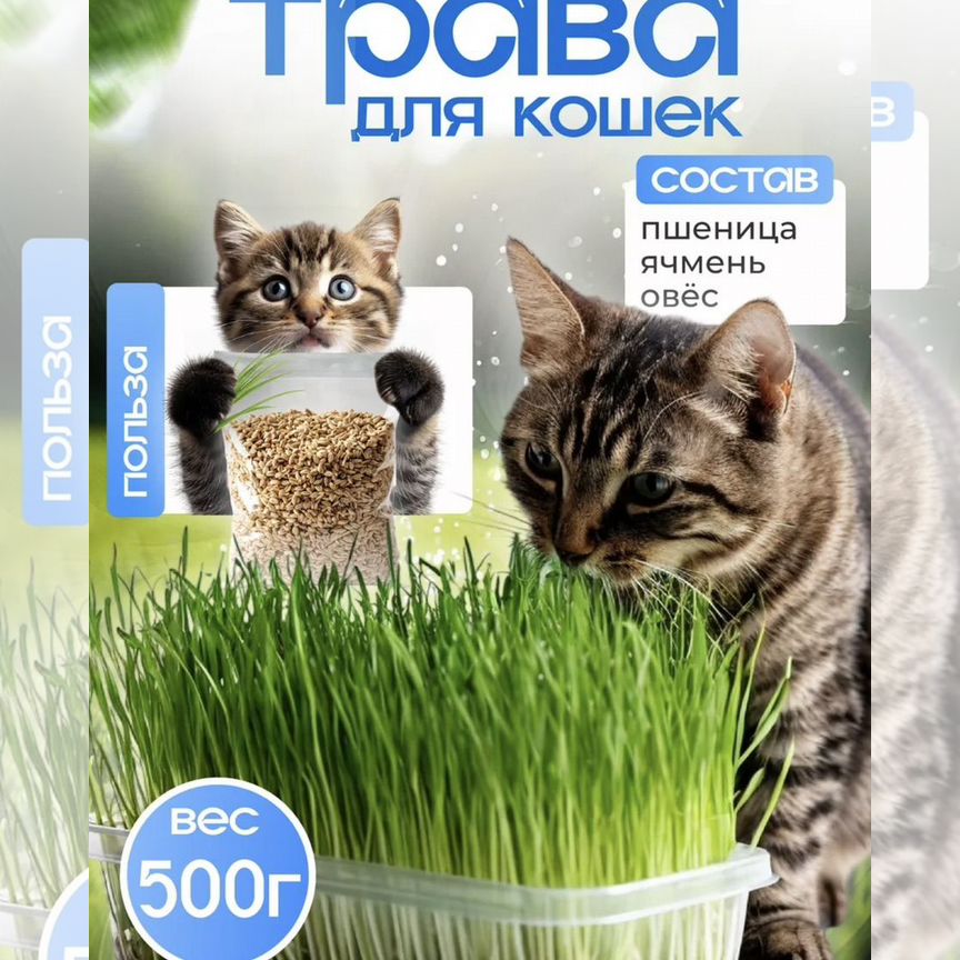 Трава для кошек для проращивание