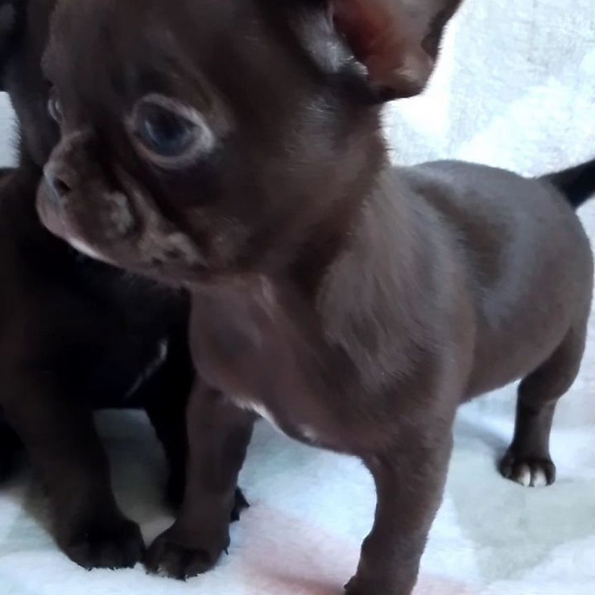 Малыш Чихуахуа