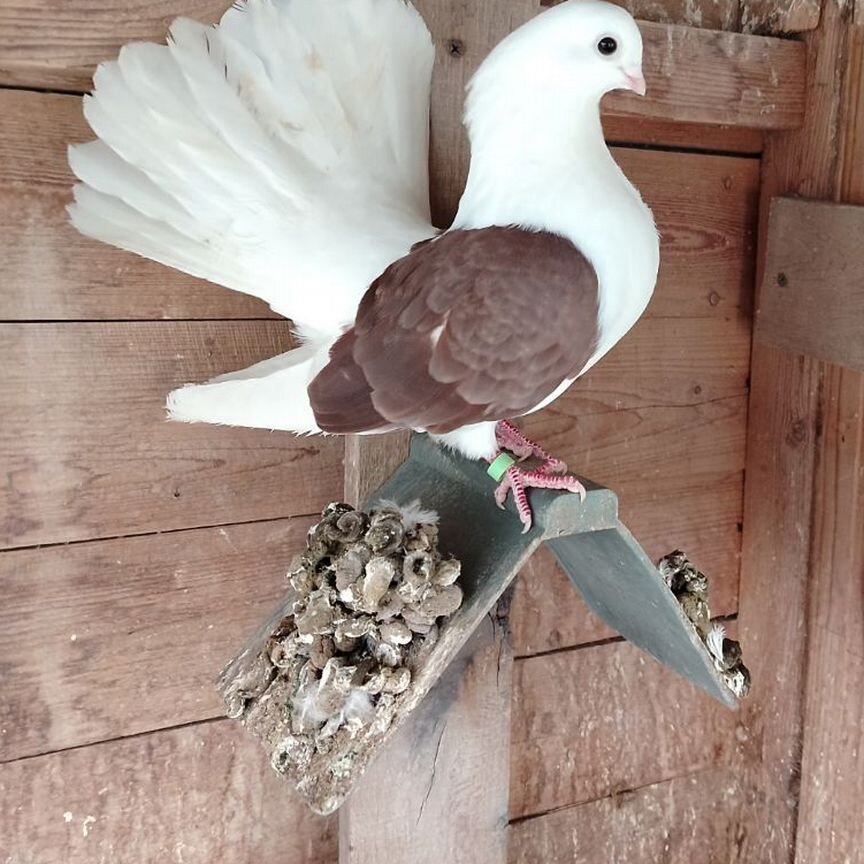 Продажа голубей