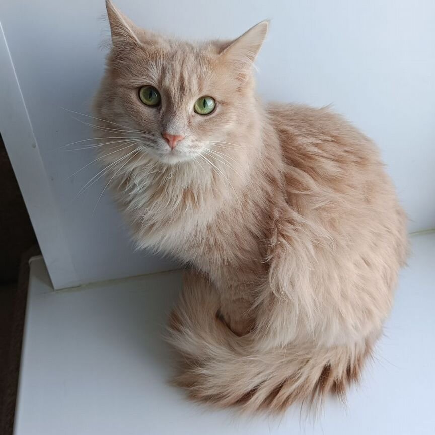 Рыжий красивый кот