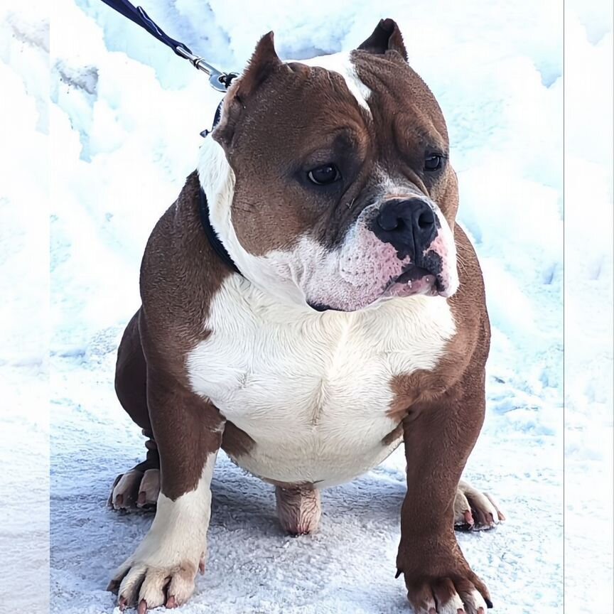 Американский булли, взрослый пёс