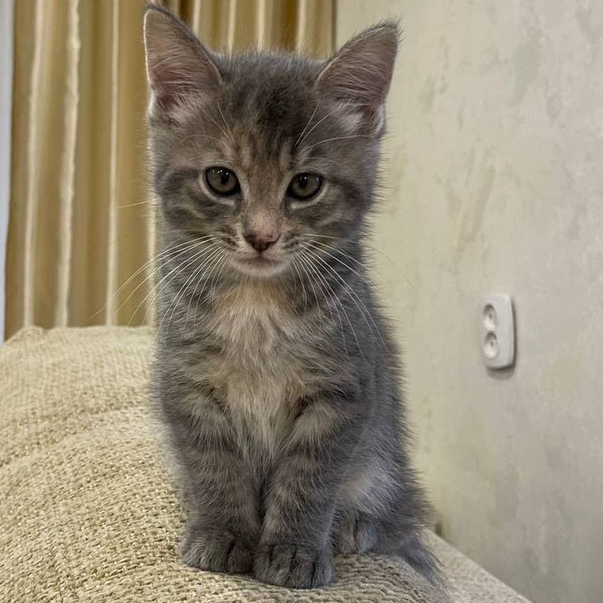 Котенок серый девочка