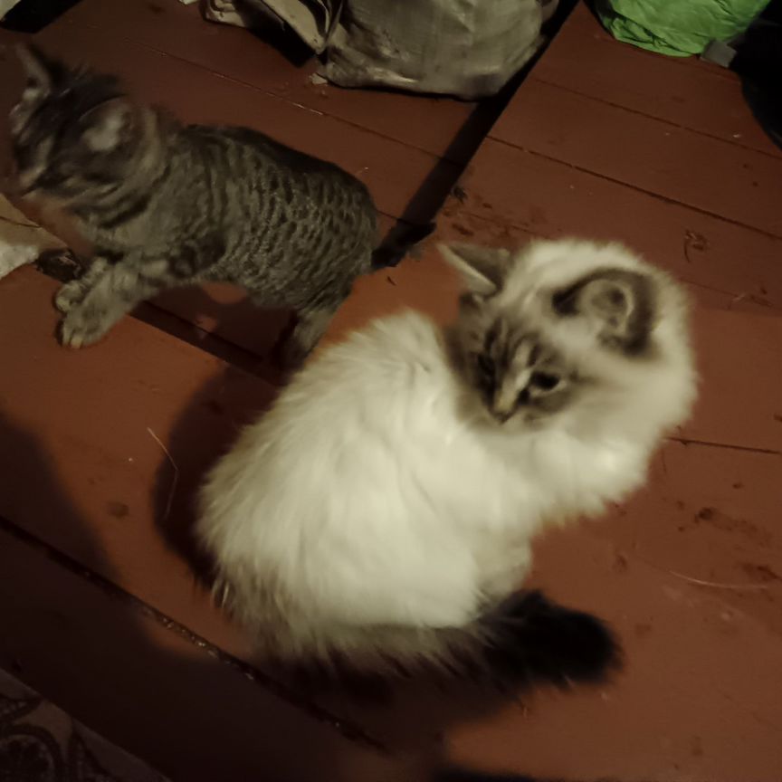 Котята в добрые руки