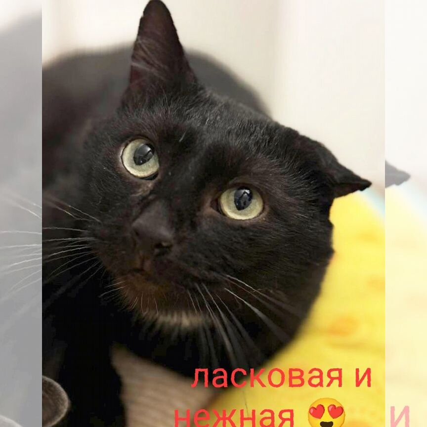 Взрослая, Девочка кошка в добрые руки