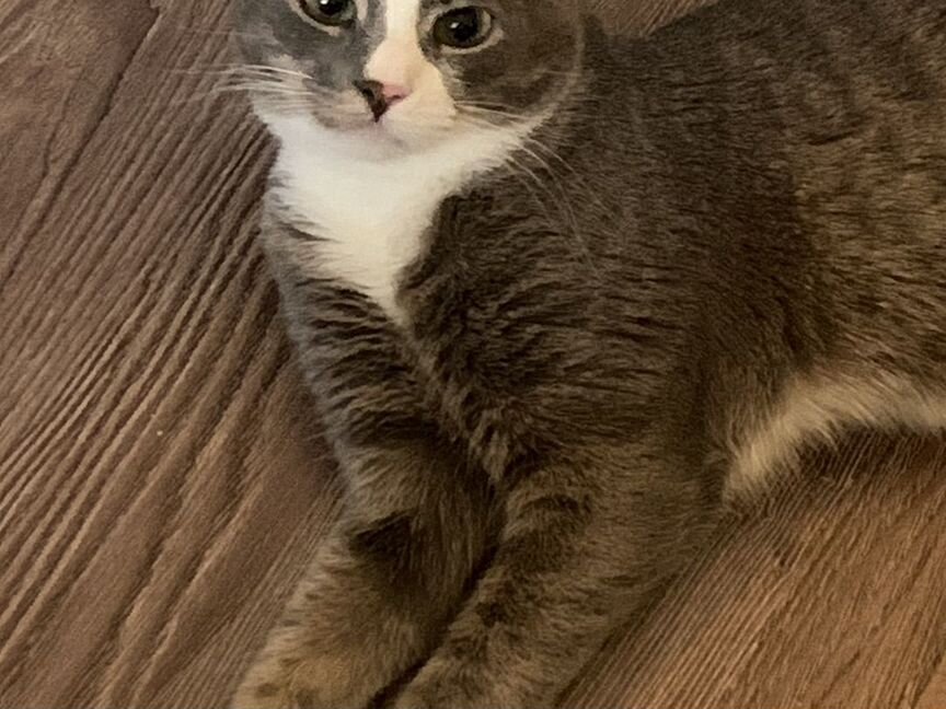 Кот