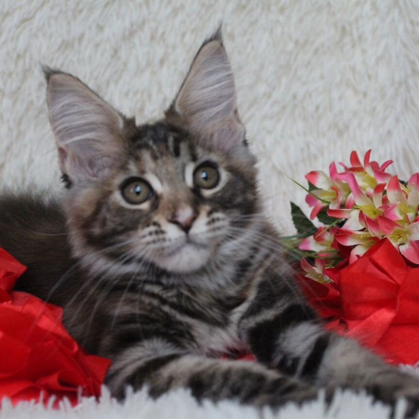 Мейн-кун девочка