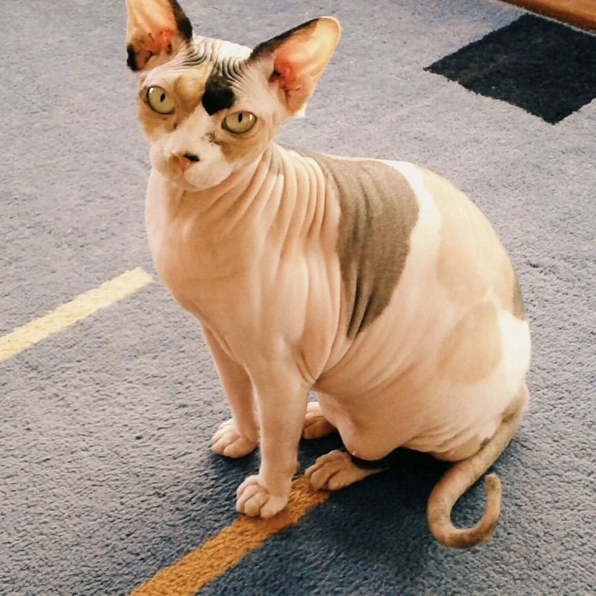 Канадский сфинкс