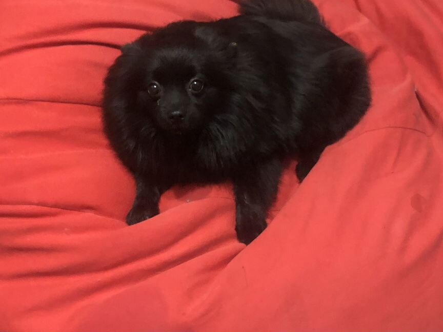 Померанский шпиц медвежьего типа