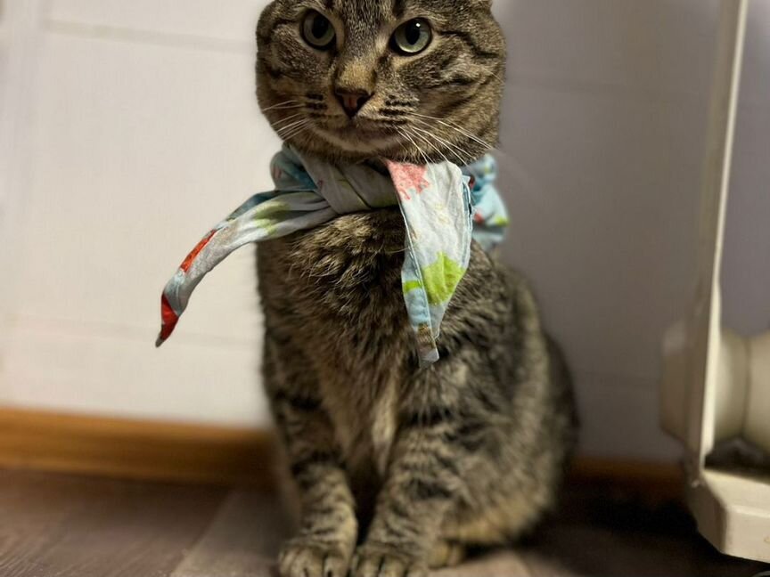 Котик Вася ищет дом