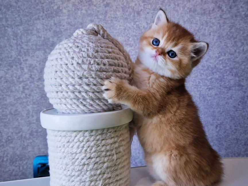 Шотландские золотые котята