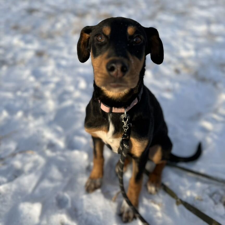 Девочка ищет дом